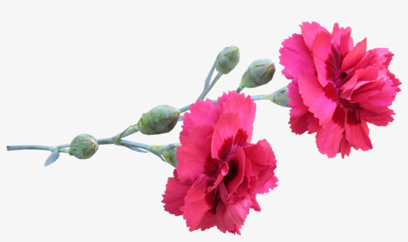 2 - Clavel En Png PNG Image | Transparent PNG Free Download on SeekPNG