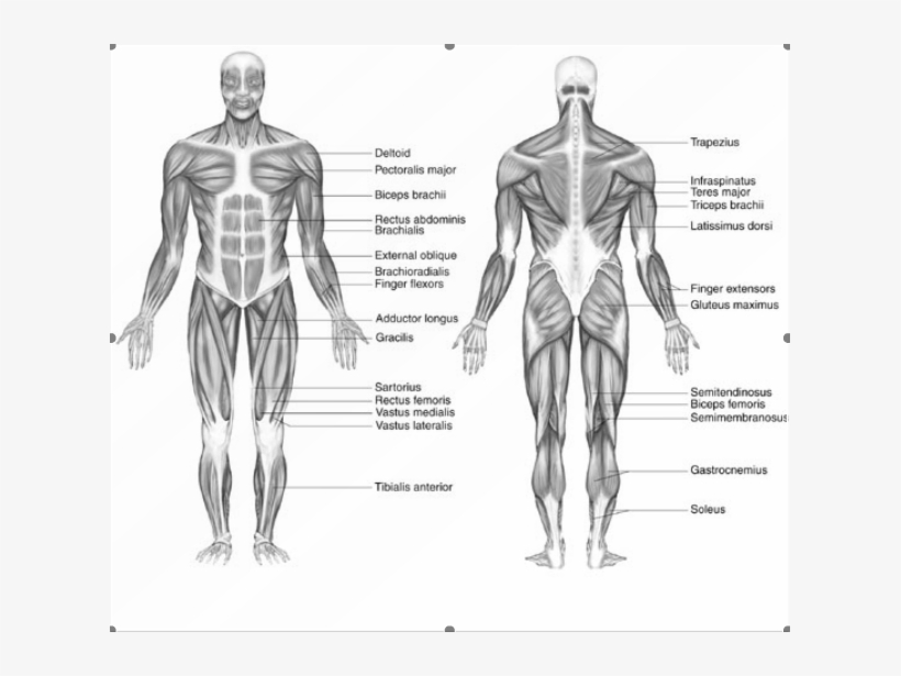 Download Labelled Diagram Of Muscular System | Transparent PNG Download ...