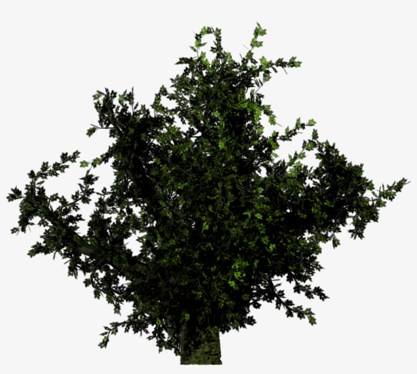 Shrub At Night Png PNG Image | Transparent PNG Free Download on SeekPNG