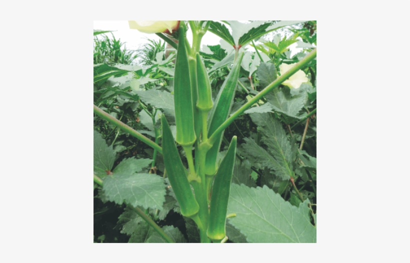 Download Bhindi Plant | Transparent PNG Download | SeekPNG