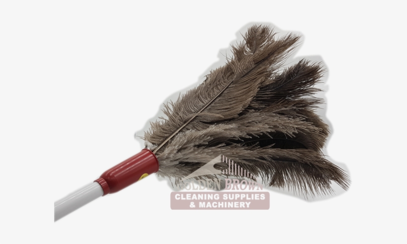 D3 Fd Feather Duster Ostrich Genuine C - Feather Duster PNG Image ...