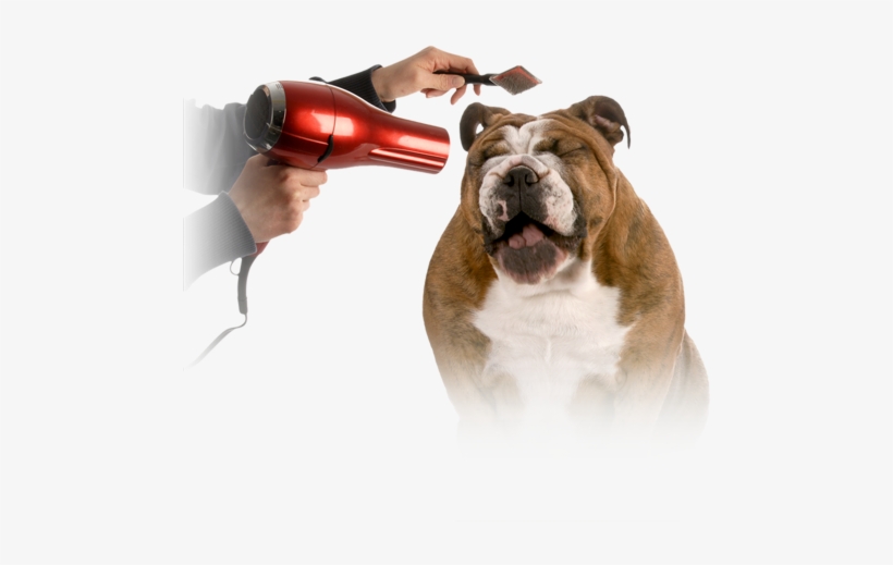 Pet Pamper Mini Groom PNG Image | Transparent PNG Free Download on SeekPNG