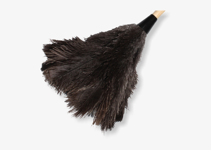 Home - Some Large Feather Duster PNG Image | Transparent PNG Free ...