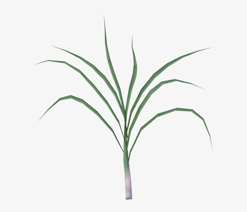 Leek - Grass PNG Image | Transparent PNG Free Download on SeekPNG