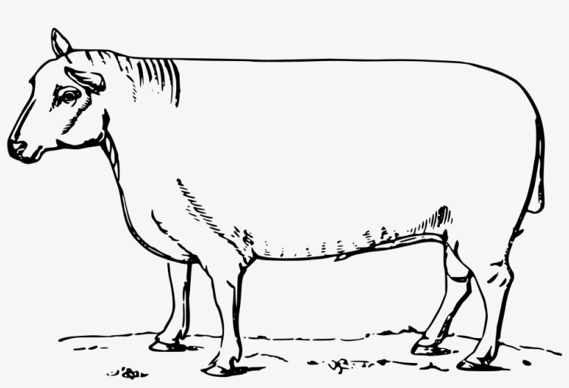 New Leicester Ram - Cattle PNG Image | Transparent PNG Free Download on ...