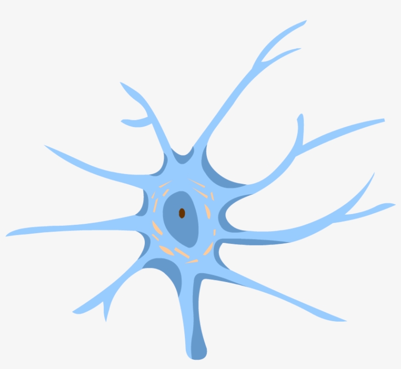 Central Nervous System Png PNG Image | Transparent PNG Free Download on ...