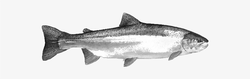 Steelhead Are Rainbow Trout Living In The Great Lakes - Steelhead Black ...