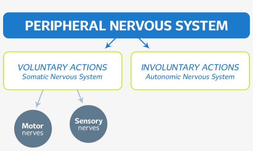 Peripheral Nervous System Schema PNG Image | Transparent PNG Free ...