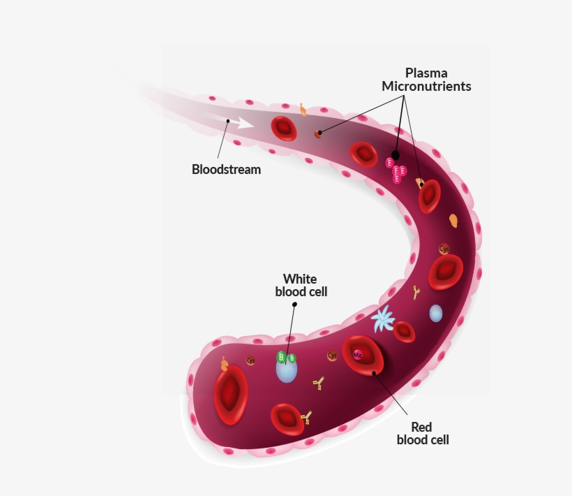 Download Blood Stream - Bloodstream | Transparent PNG Download | SeekPNG