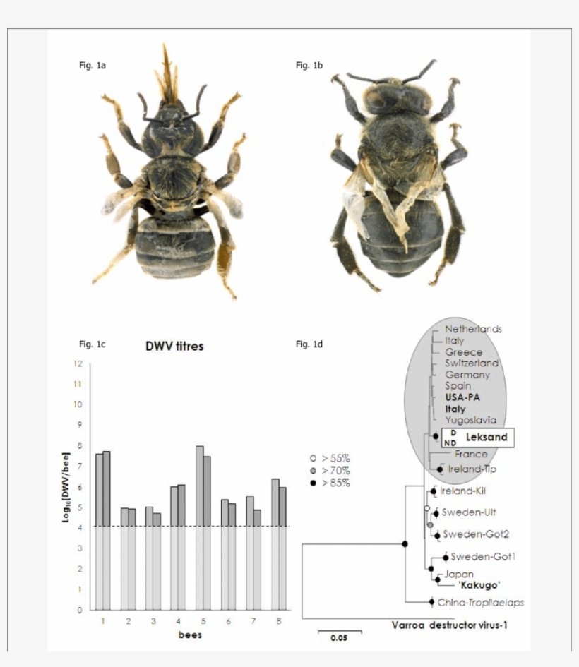 Typical Wing And Body Deformities Of The Adult Honey - Honey Bee PNG ...
