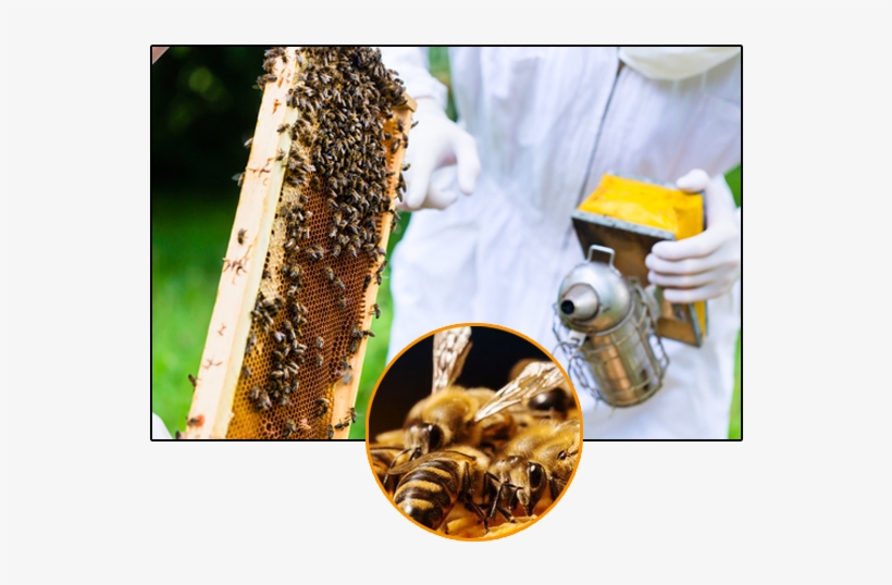 Honey Bee Control Image - Bee PNG Image | Transparent PNG Free Download ...