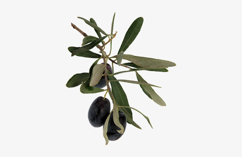 Nature's Gift To Man - Olive PNG Image | Transparent PNG Free Download ...