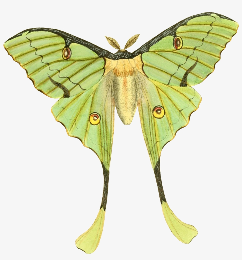 Green Butterfly Draft - Butterfly PNG Image | Transparent PNG Free ...
