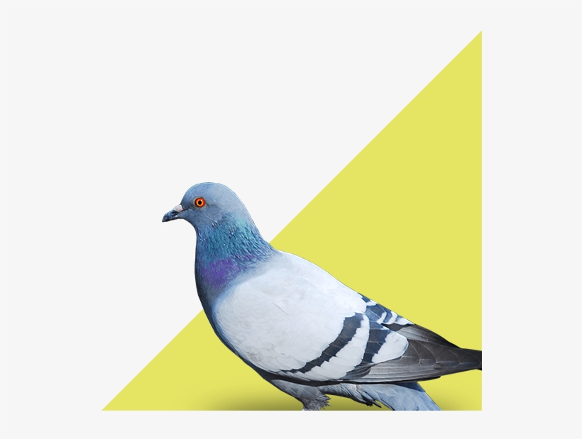 Bird Control - Animals Photo Png Download PNG Image | Transparent PNG ...