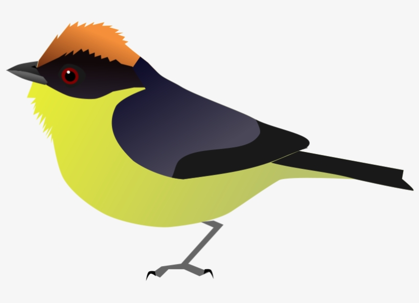 Yellow-breasted Brush Finch PNG Image | Transparent PNG Free Download ...