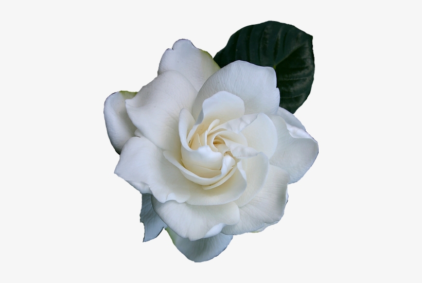 Download Stickers Flower Gardenia Freetoedit - Gardenia Transparent ...