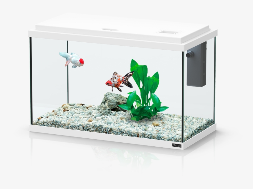 Download Funny Fish - Aquarium | Transparent PNG Download | SeekPNG