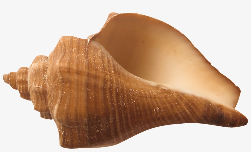 Download Conch Png Picture - Shankh Png | Transparent PNG Download ...