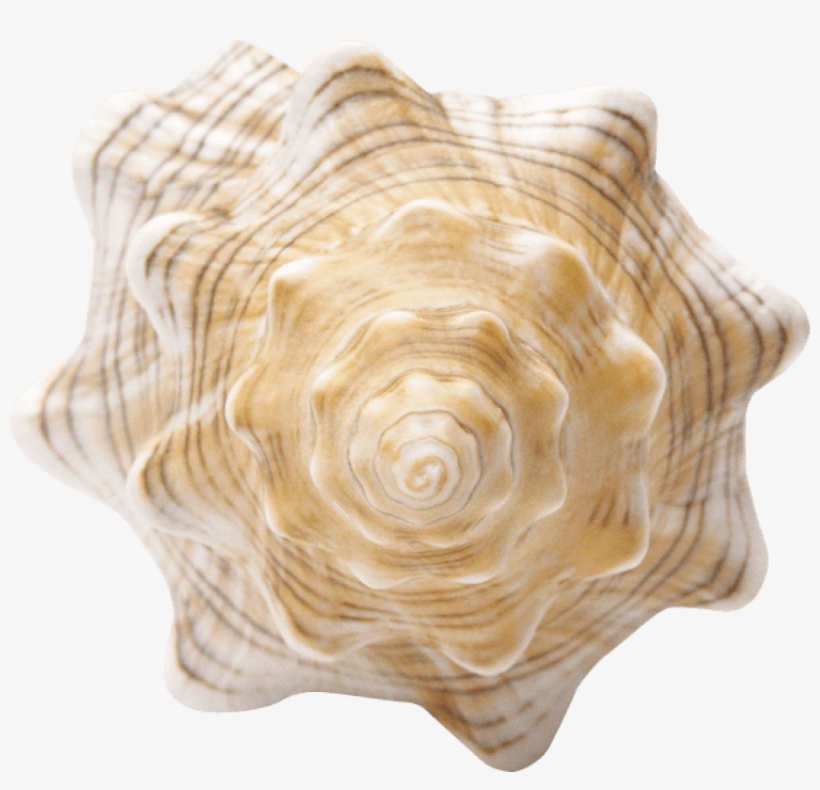 Free Png Conch Png Images Transparent - Shell PNG Image | Transparent ...