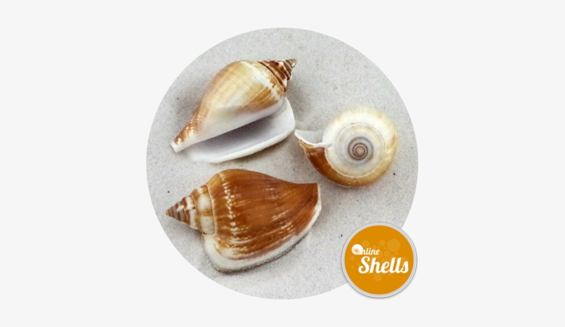 Dog Conch Shells Medium - Seashell PNG Image | Transparent PNG Free ...