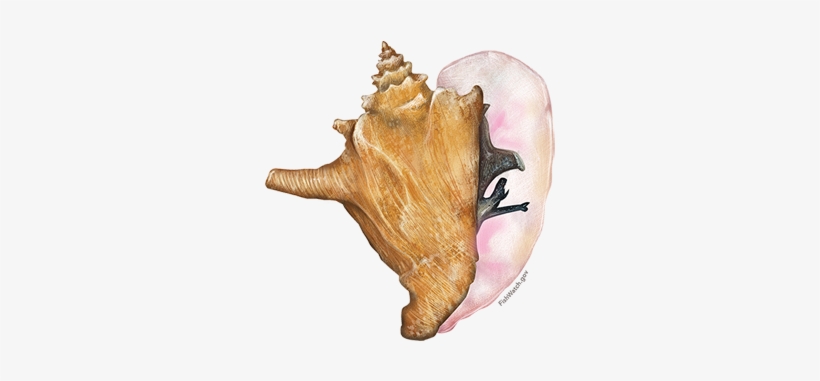 Download Queen Conch - Conch | Transparent PNG Download | SeekPNG
