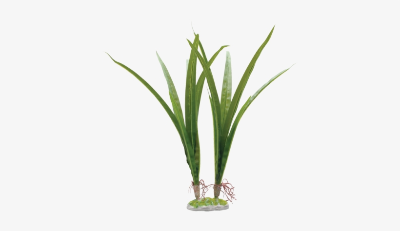 This Beautiful Acorus Plant Adds A Realistic Look To - Fish Tank Plant ...
