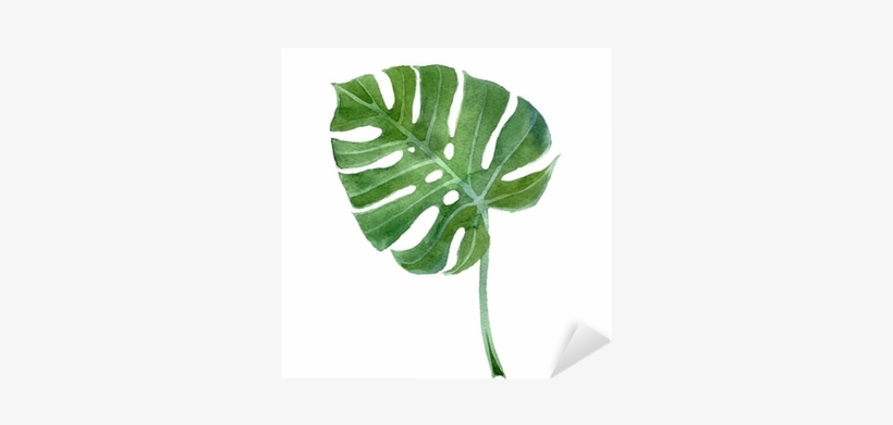 Monstera Leaf Vector PNG Image | Transparent PNG Free Download on SeekPNG