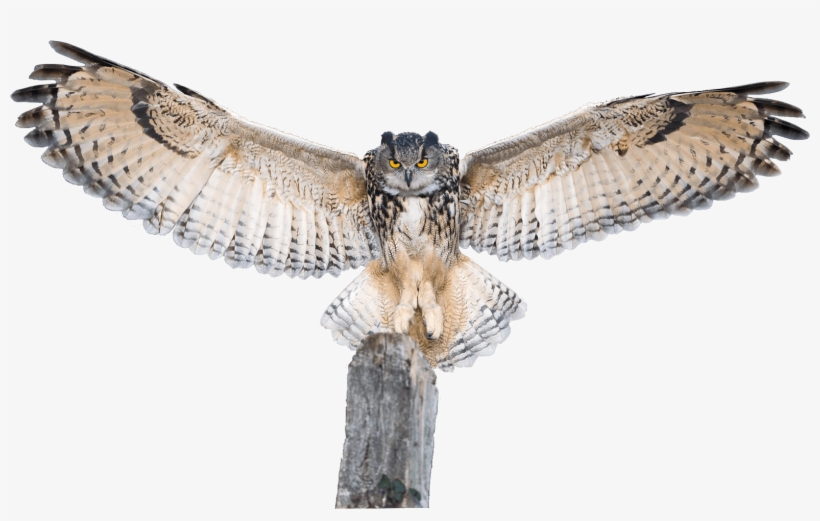 Owl Spreading Wings - Owl With Wings Extended PNG Image | Transparent PNG Free Download on SeekPNG