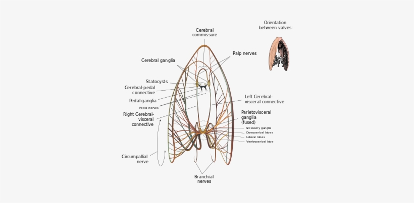 Neural Map Of A Giant Scallop - Nervous System Of Tilapia PNG Image ...