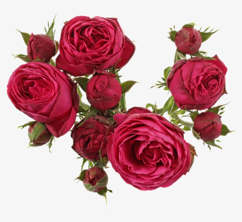 Hot Pink Lace - Rose PNG Image | Transparent PNG Free Download on SeekPNG