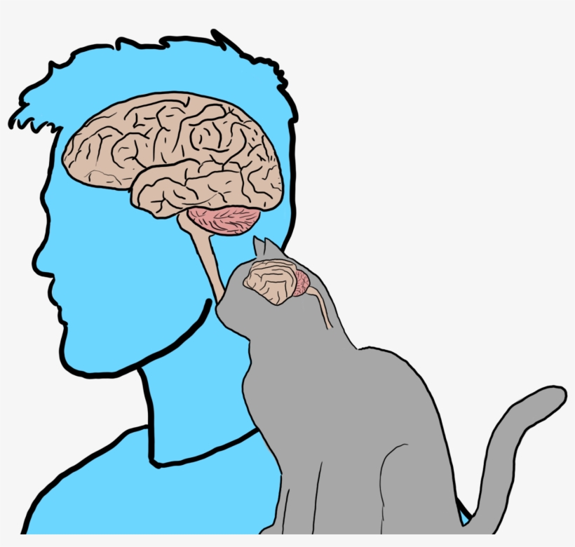Cat Brain PNG Image | Transparent PNG Free Download on SeekPNG