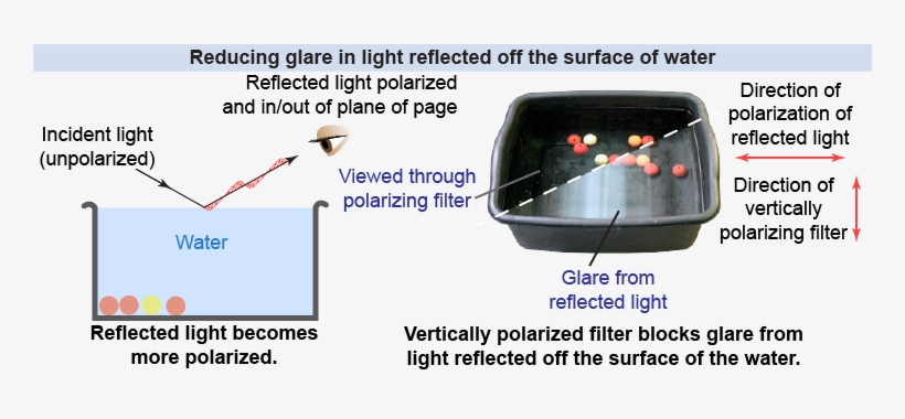 Polarization Of Reflected Light Causes Glare, Which - Tertiary Dentin ...