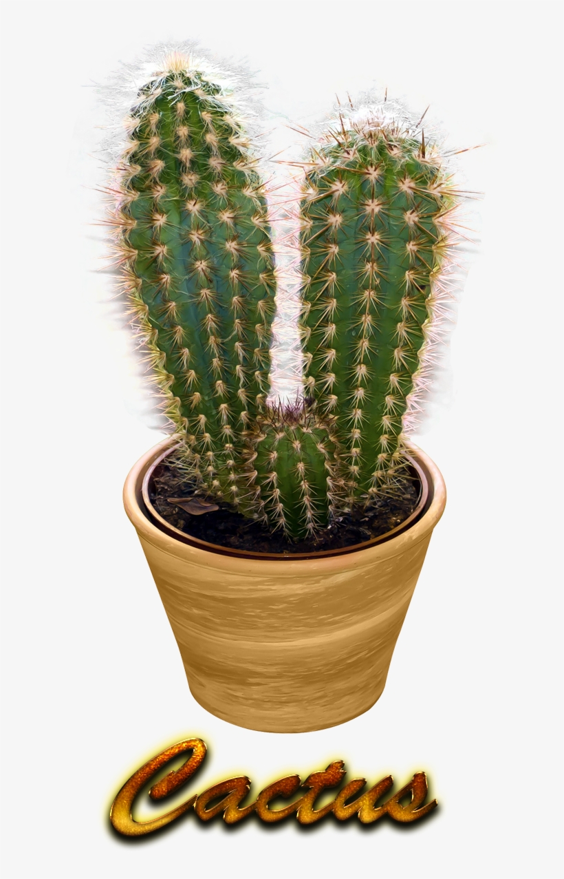 Download Cactus Transparent | Transparent PNG Download | SeekPNG