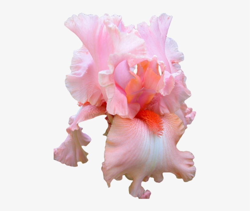 Fav Pink Png Transparent Iris Transparent Flowers Pink - Pink Iris ...