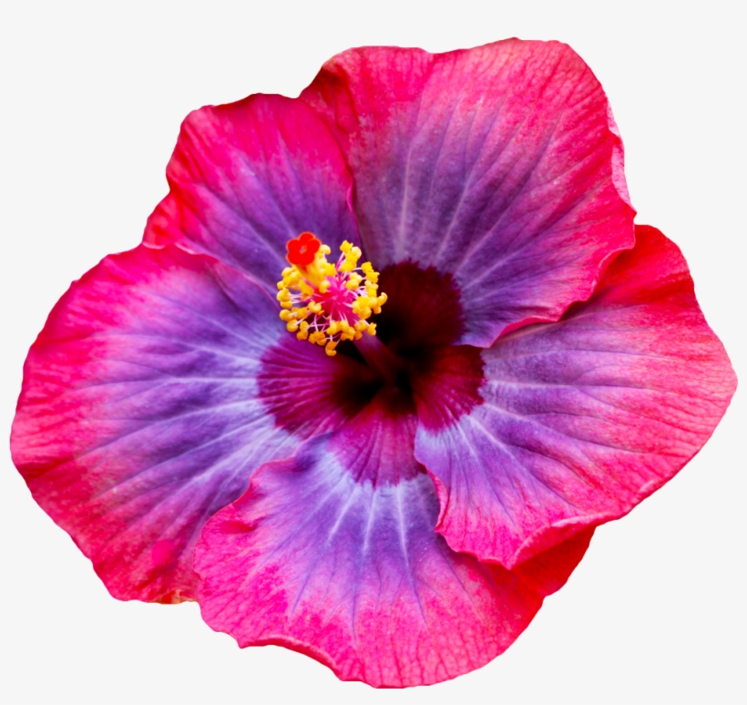 Hd Most Beautiful Flower Tri Coloured Hibiscus PNG Image | Transparent ...