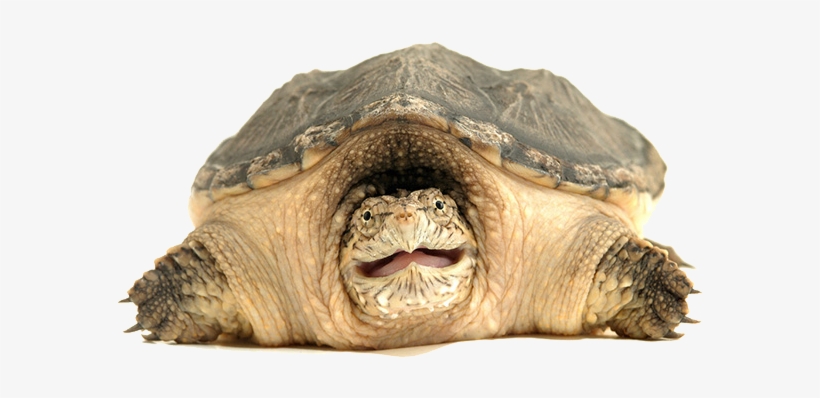 Turtle Png - Transparent Snapping Turtle PNG Image | Transparent PNG ...