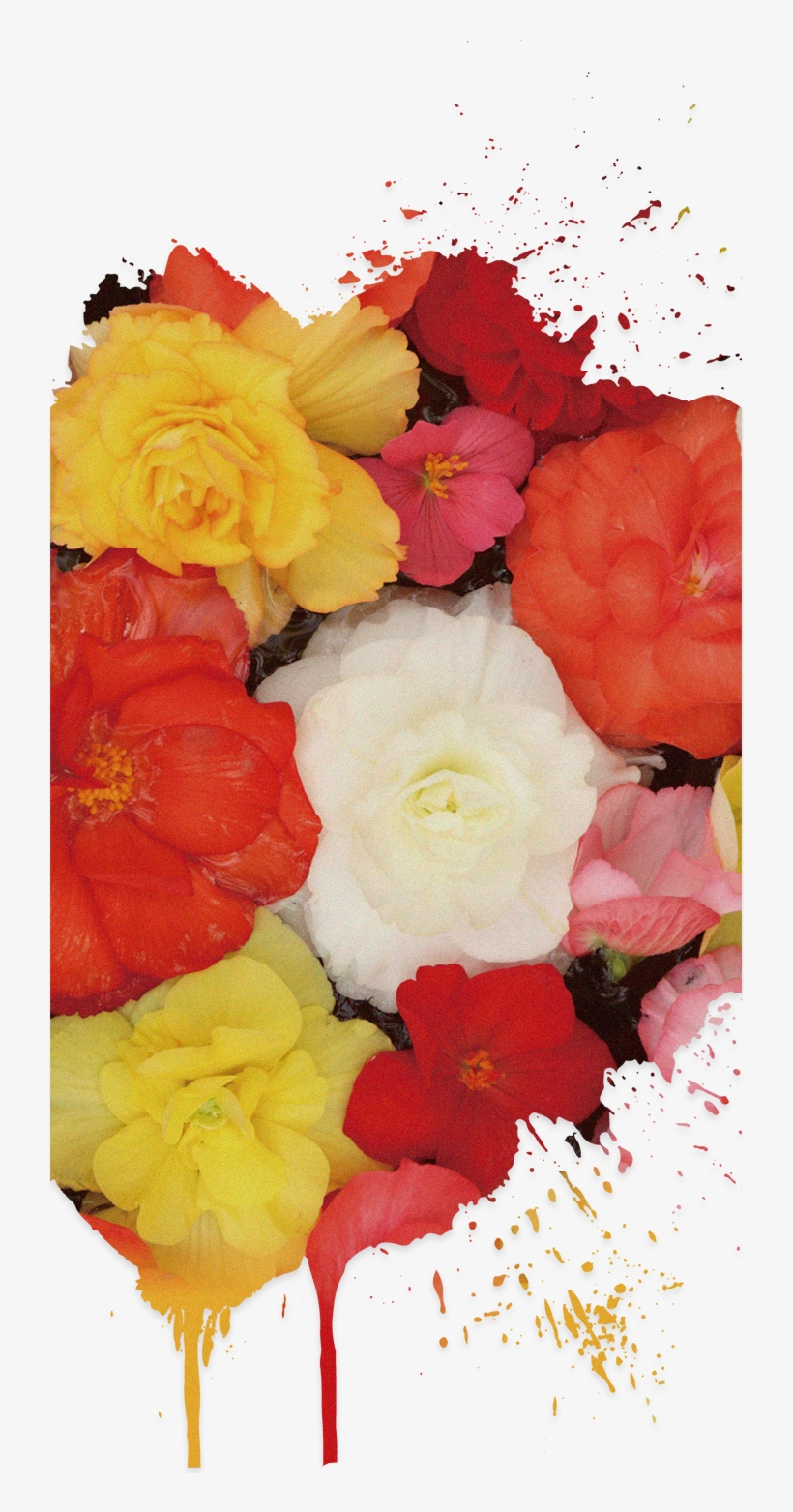 Backplate 3pb0100126l A009 V=1511158494 - Bouquet PNG Image ...