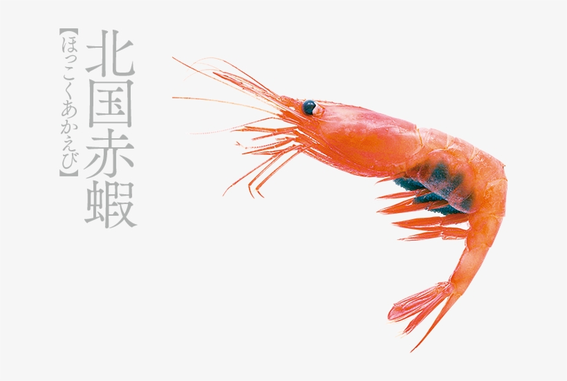 Butterfly Shrimp Alive