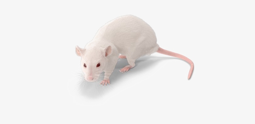 Download Rat Png Background Image - White Rats Png | Transparent PNG ...