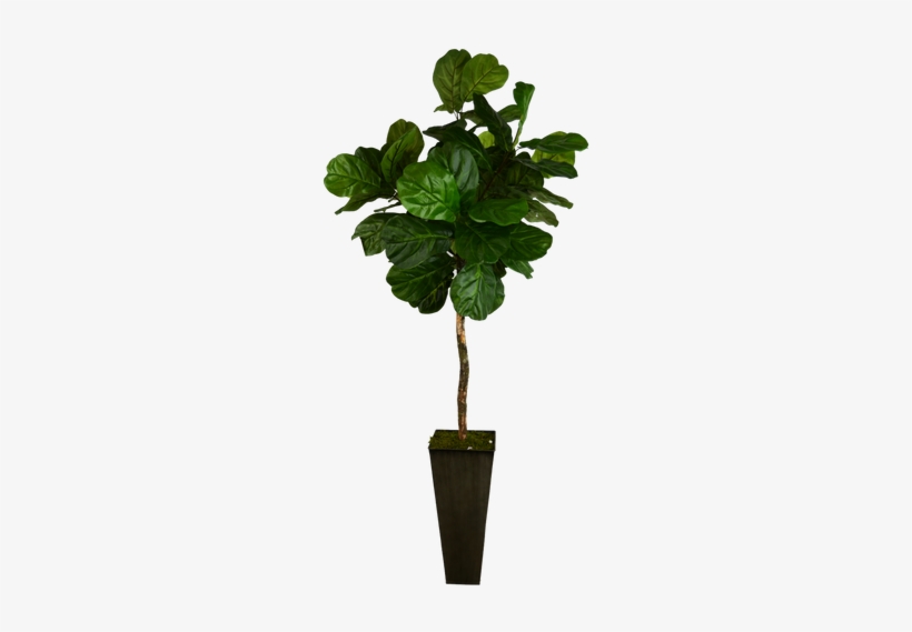 Lush And Lifelike, Our Six-foot Fiddle Leaf Fig Tree - Ficus Topiary ...