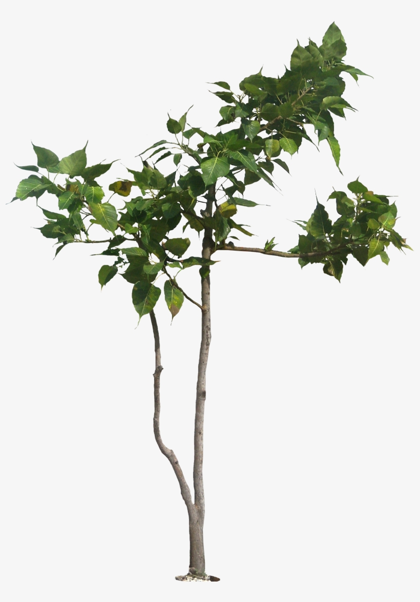 Fig Leaf Png For Kids - Fig Tree Transparent Background PNG Image ...