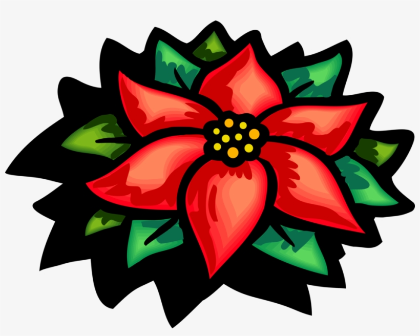 Vector Illustration Of Poinsettia Traditional Christmas - Legend Of The ...