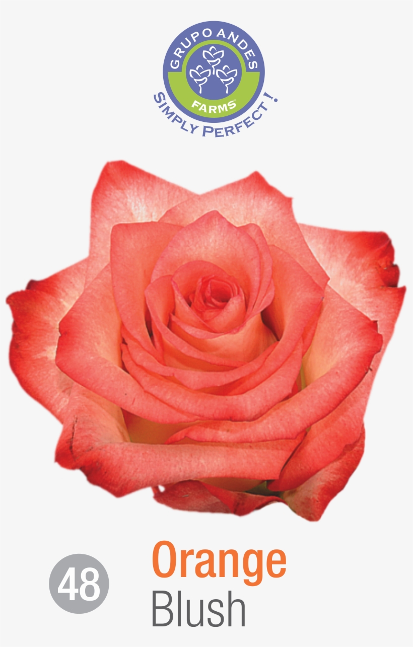 Rosa Variedad Blush - Garden Roses PNG Image | Transparent PNG Free ...