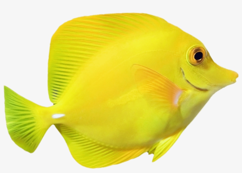 Bright Yellow Fish Swimming To The Right - Yellow Fish PNG Image ...