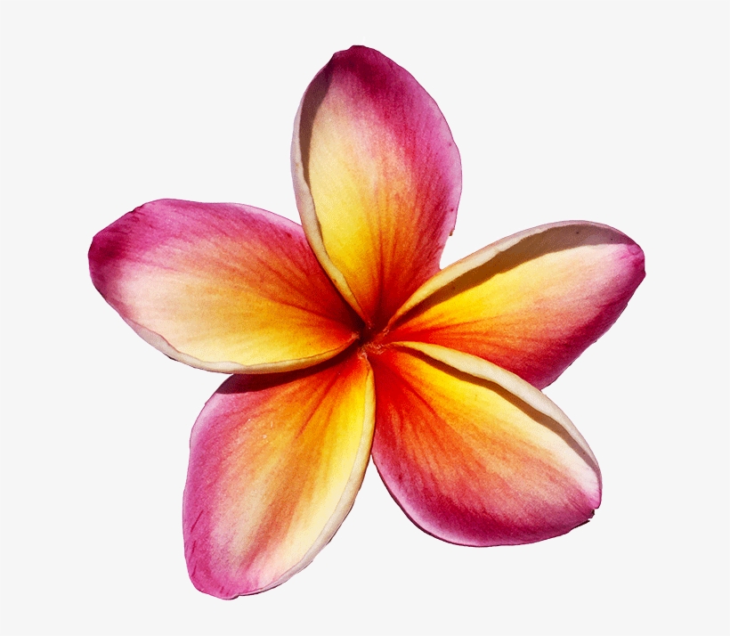 Maui PNG Image | Transparent PNG Free Download on SeekPNG