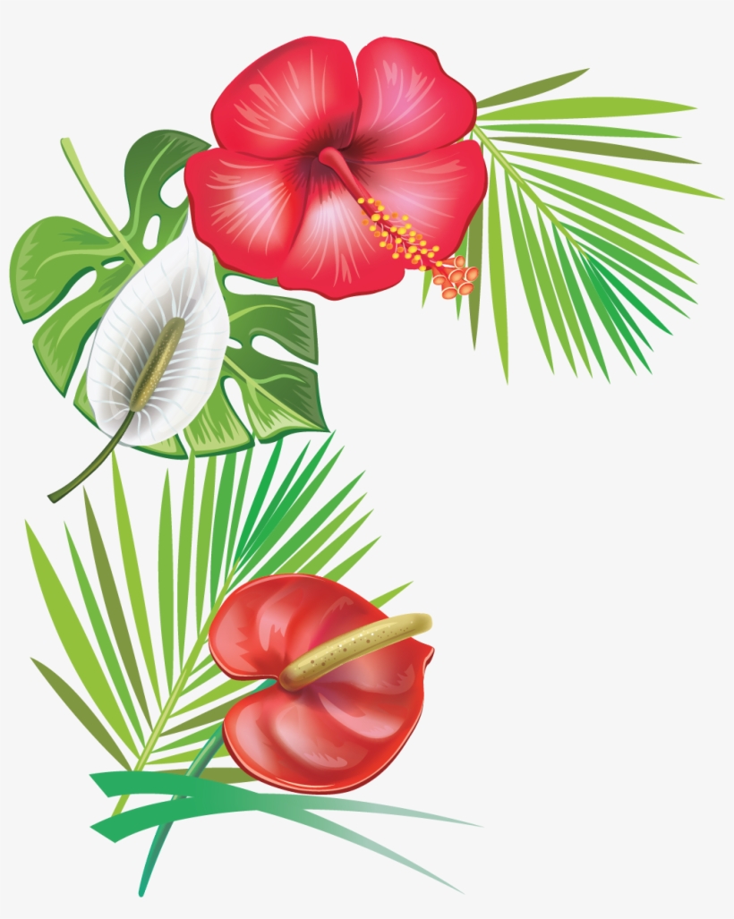 Hibiscus Clipart Caribbean - Flower Tropic Illustration Png PNG Image ...