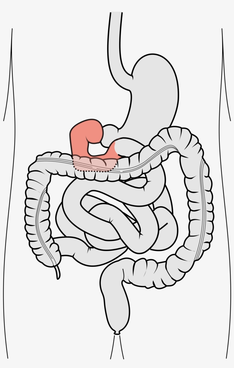 Small Intestine - Digestive System - Duodenum Position PNG Image ...