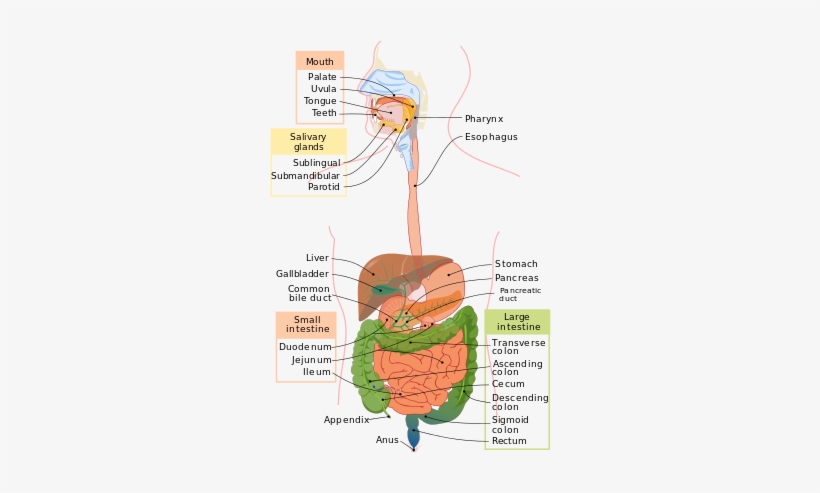 Digestive System Diagram En - Digestive System Diagram PNG Image ...
