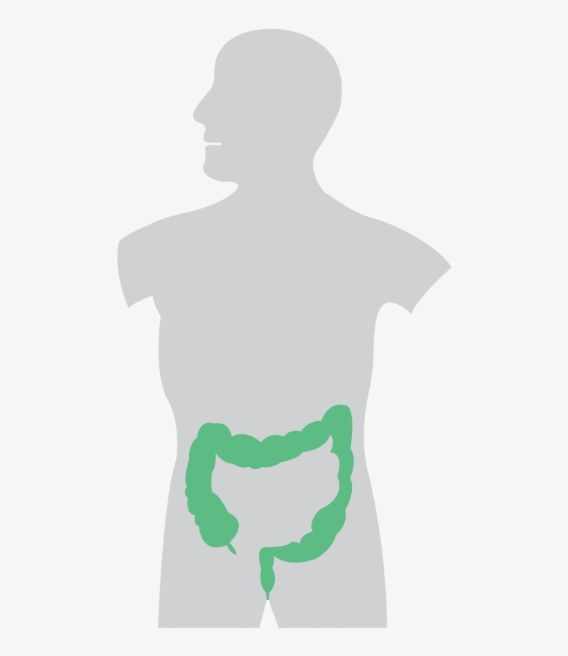 Coffee And Disorders Of The Large Intestine - Stomach PNG Image ...