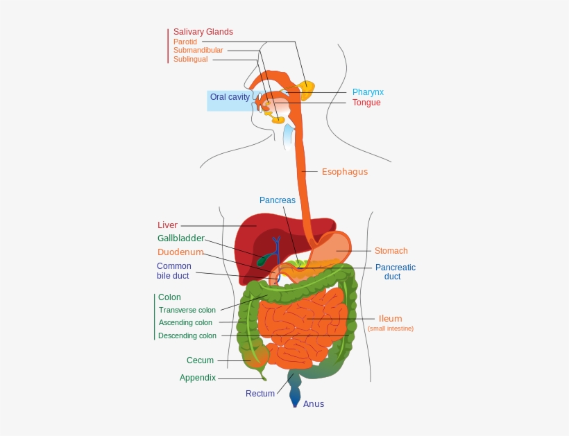 When Food Is Swallowed It Enters The Oesophagus - Digestive System ...